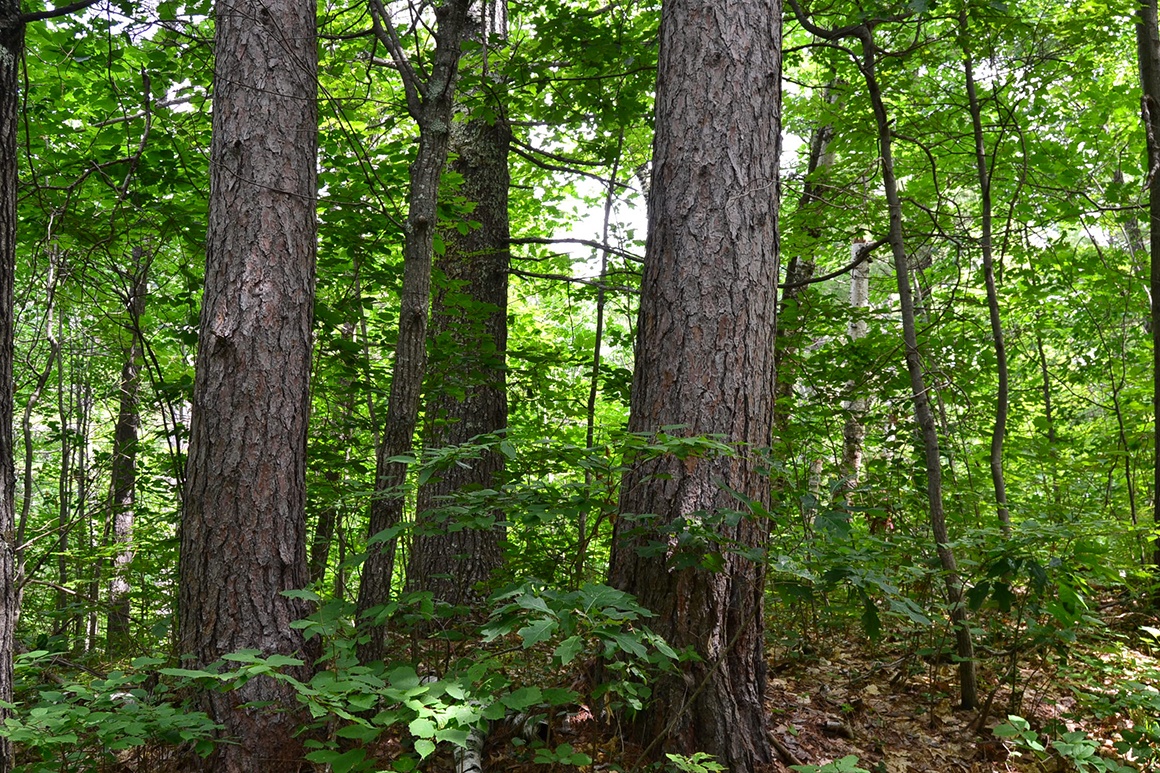 Homes Wooded Lots