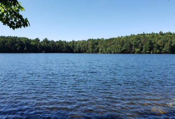 Northern WI Property - Lake Real Estate, Wooded Land - Wisconsin Lakes ...